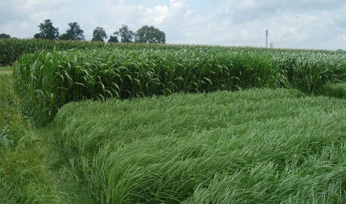 Forages - Sogro Seeds